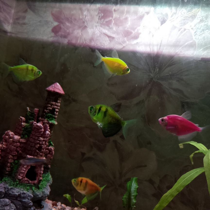 Тернеции Обмен