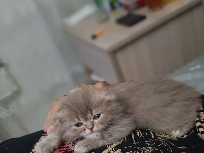 Котята британской и шотландской породы вислоухие