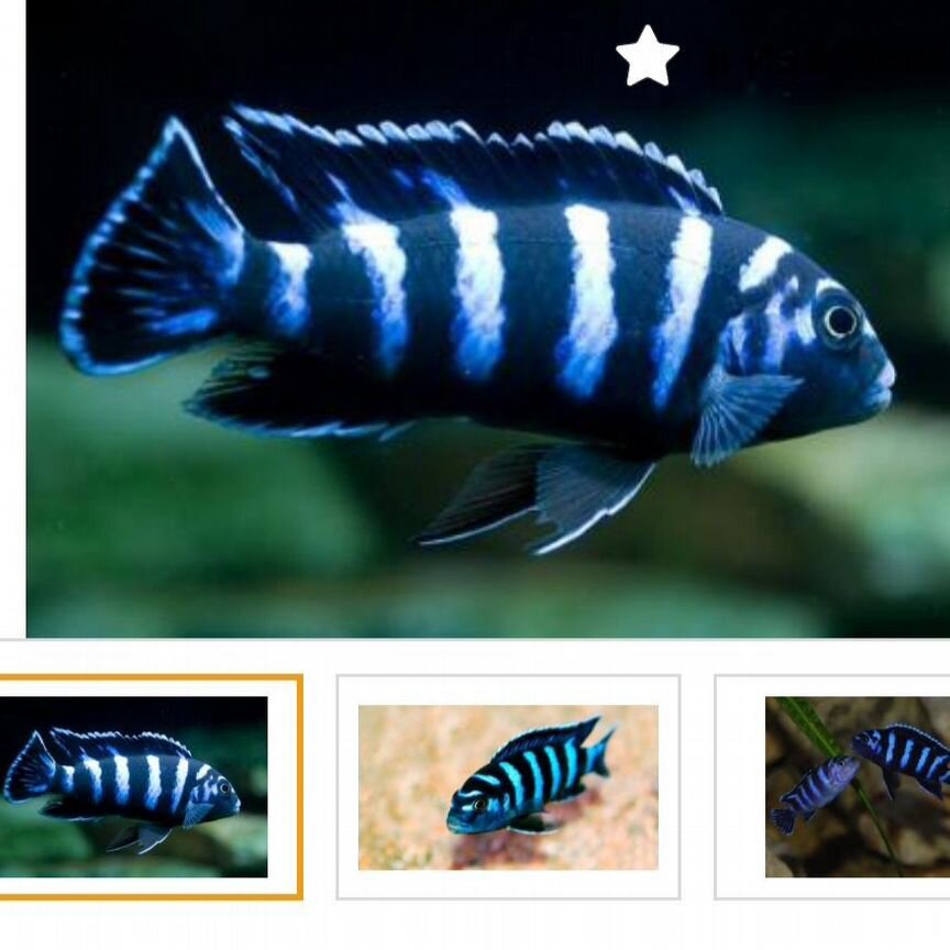 Красивые рыбка