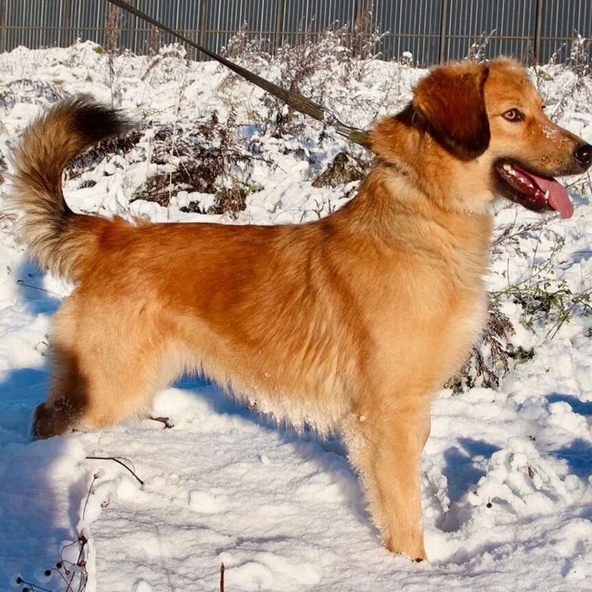 Собака девочка
