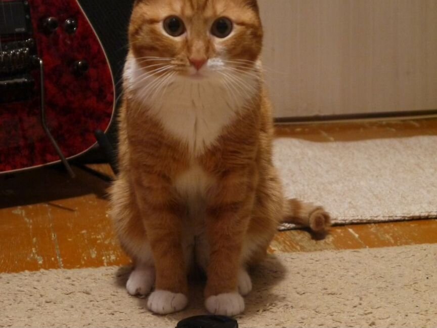 Ищем кошечку для вязки