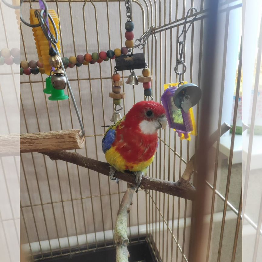 Попугай Розелла Пестрая