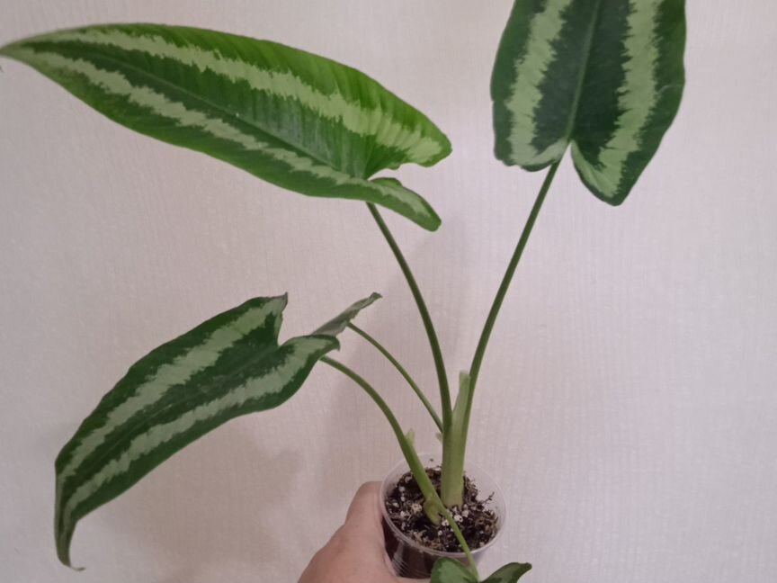 Шизматоглоттис