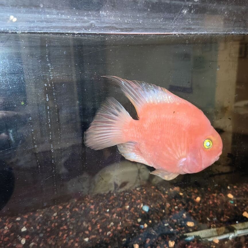 Рыба попугай 16см