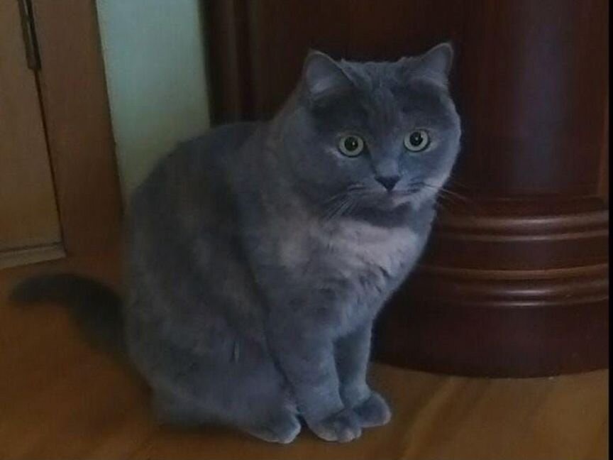 Кошечка в добрые руки