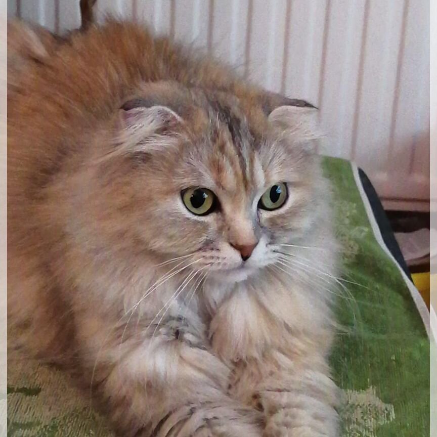 Шотландская вислоухая кошка