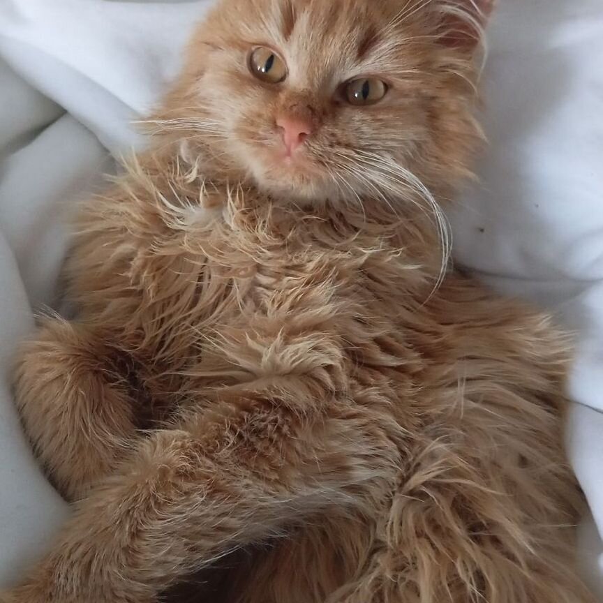 Котята в добрые руки бесплатно