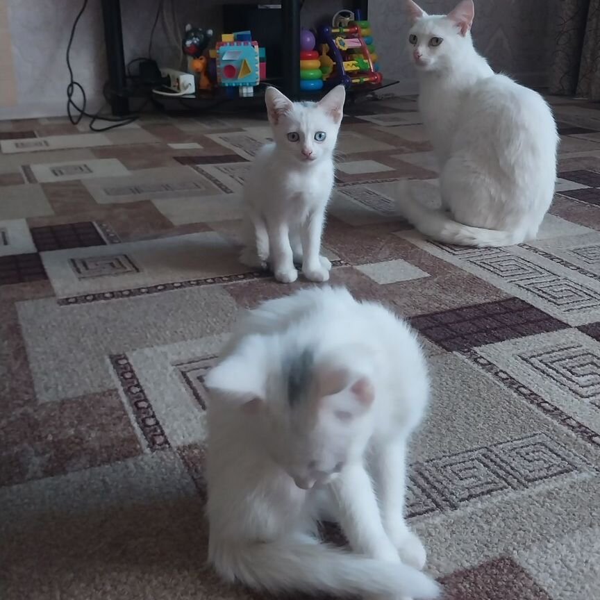 Котята в добрые руки