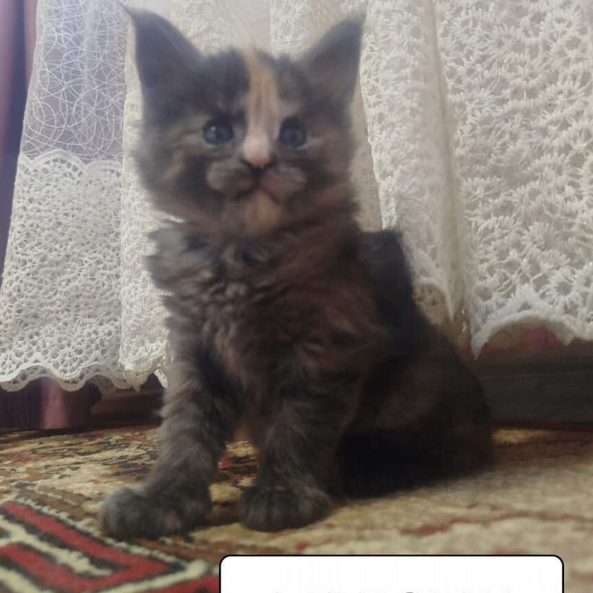 Бронь котят породы мейн-кун