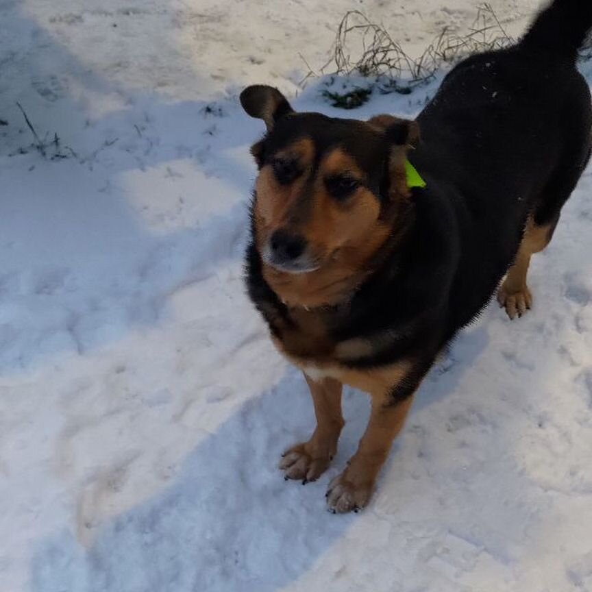 Добрая собака Зара