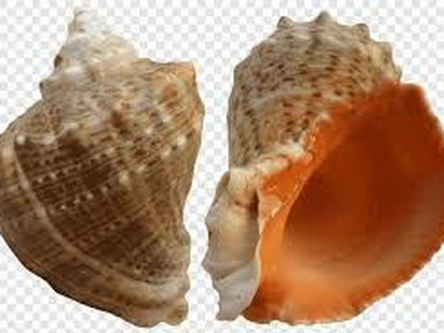 Ракушка Рапана