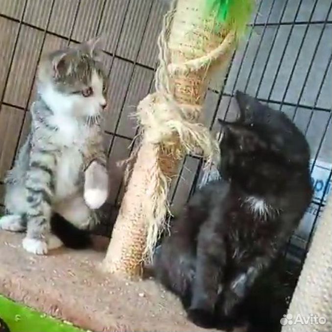 Котята в приюте. Детство проходит