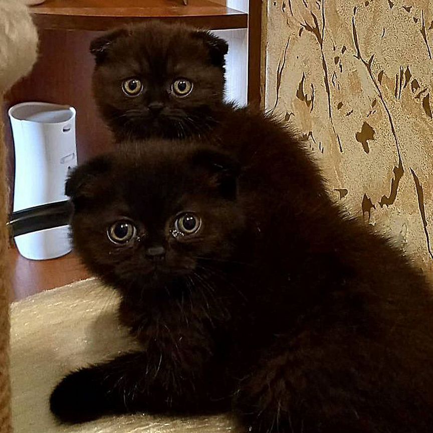 Шотландский котенок с прививкой