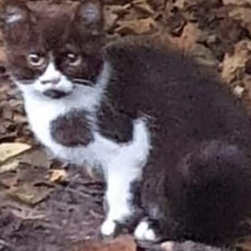 Котенок ищет дом