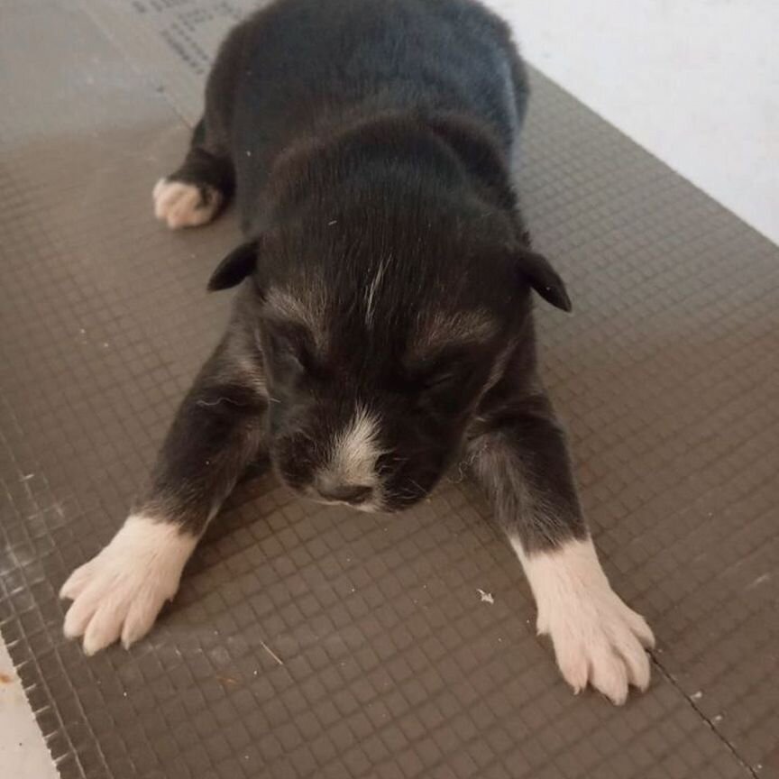 Домашние животные собаки щенки бесплатно