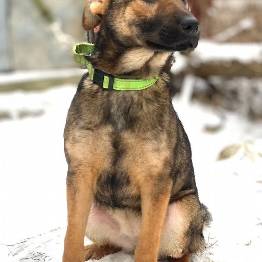 Отдам в добрые руки