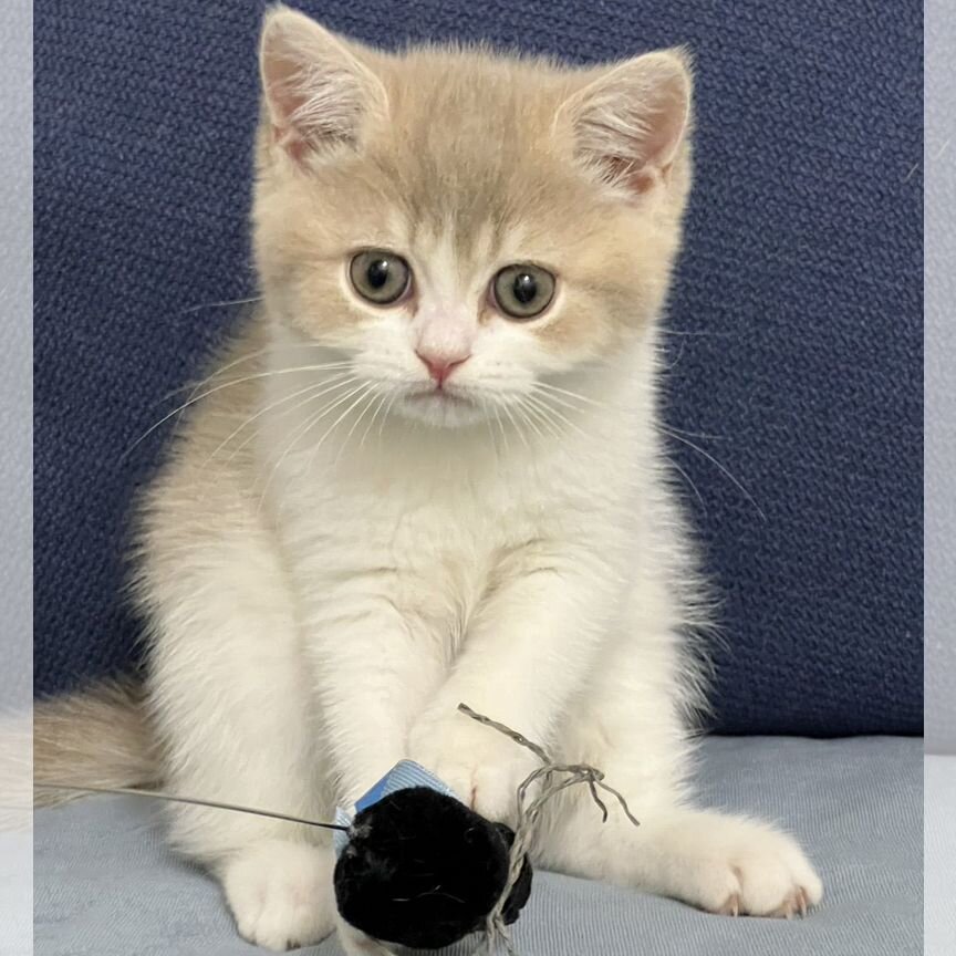 Британский короткошёрстный котёнок