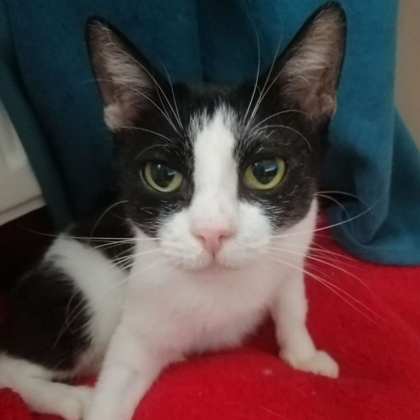 Кошечка, умница и красавица