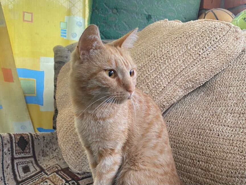 Кот