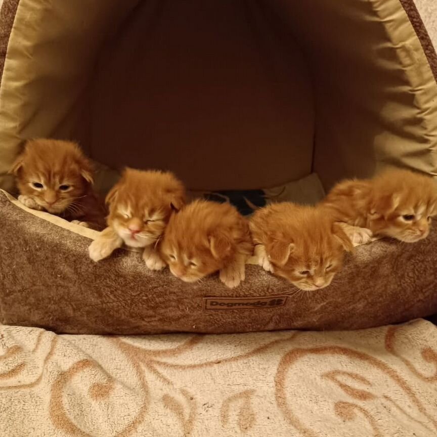 Котята мейн-кун