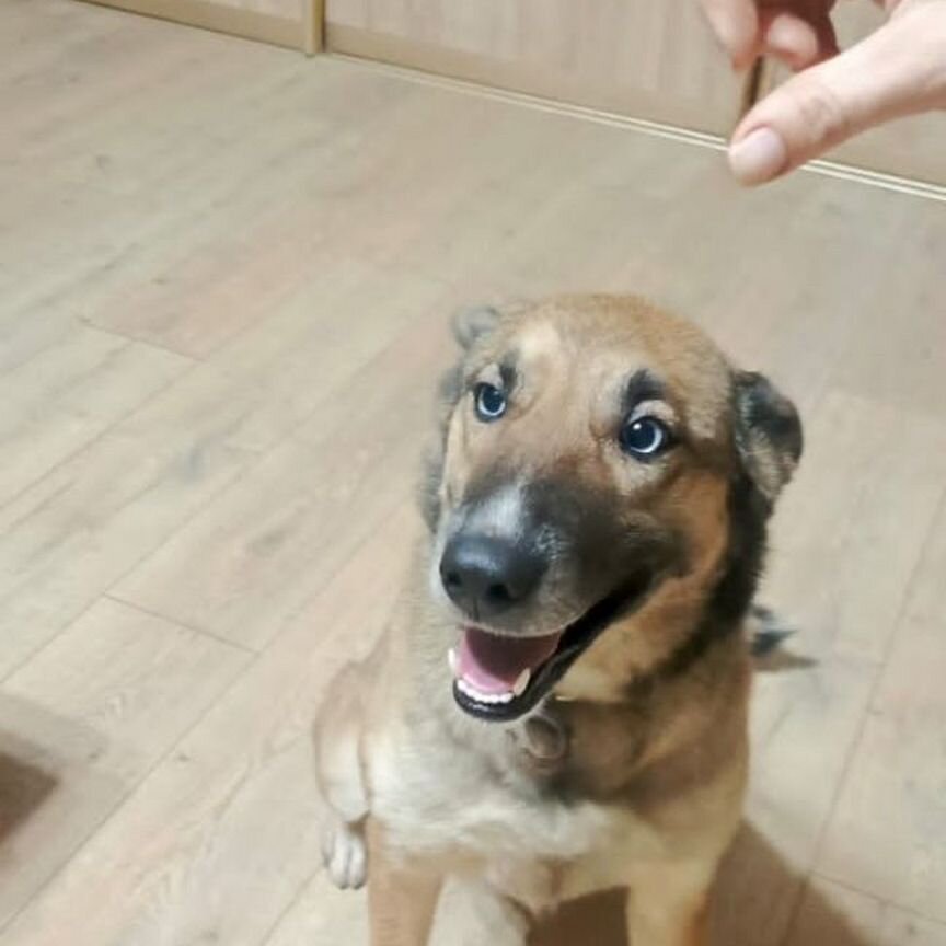 Ханна ищет дом