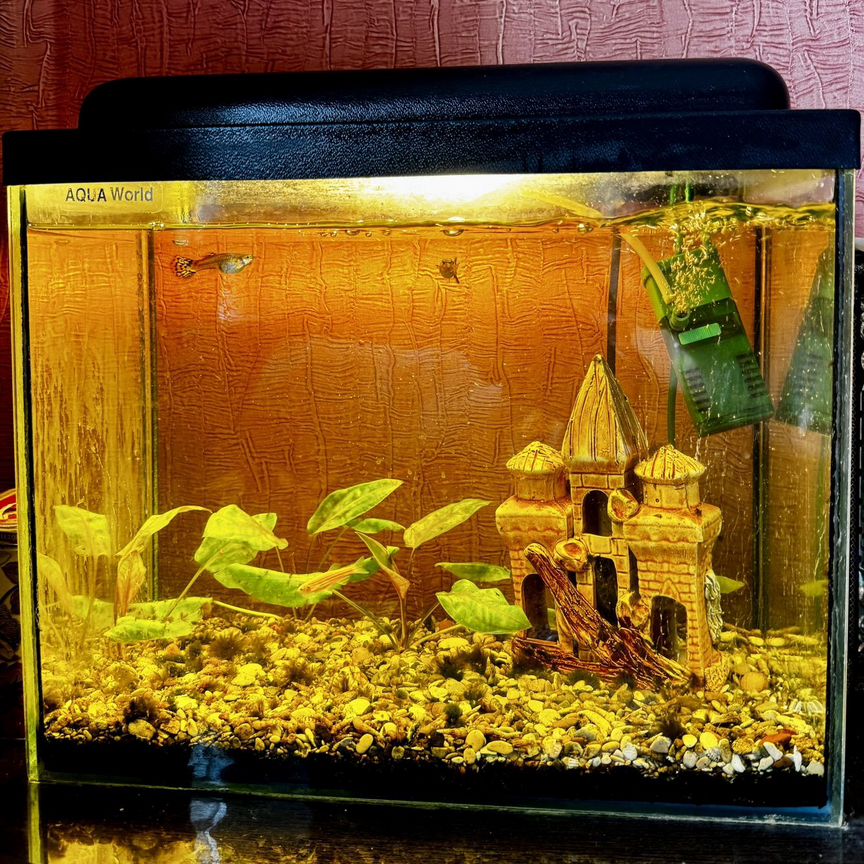 Аквариум