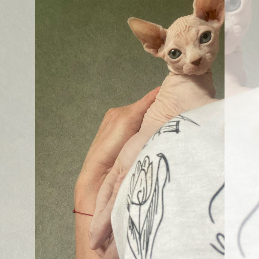 Сфинкс девочка котенок