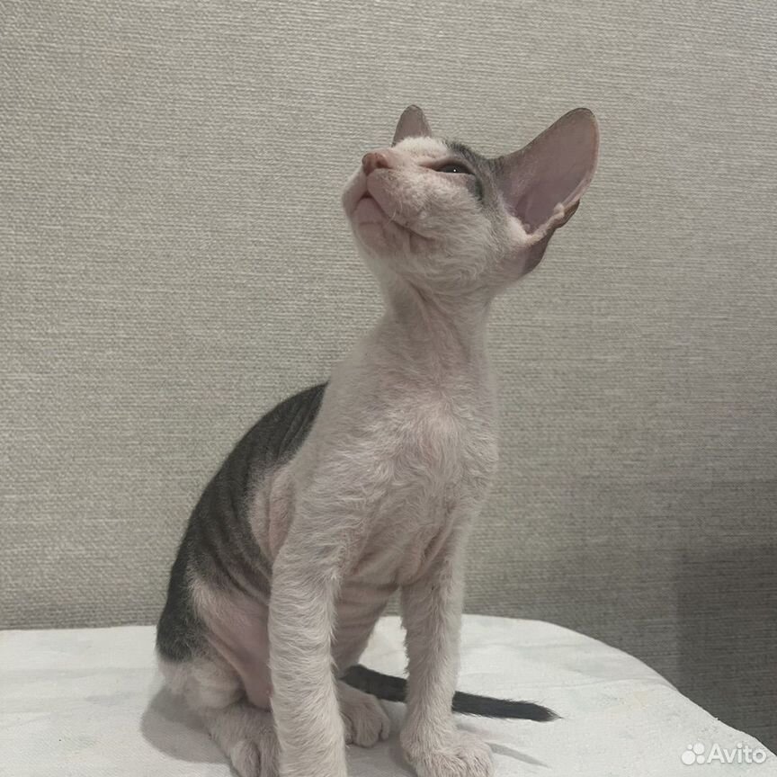 Донской сфинкс Котята