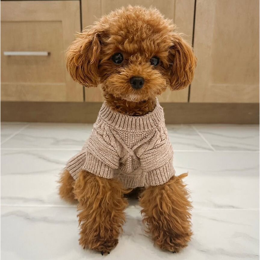 Той-пудель, щенок