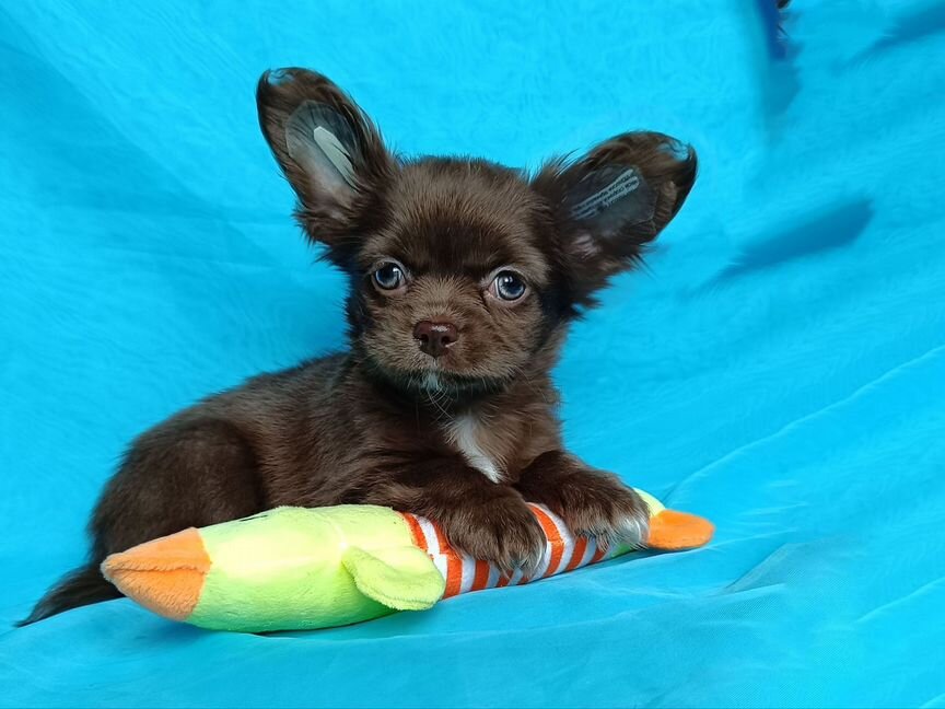 Чихуахуа девочка, стандартного размера РКФ