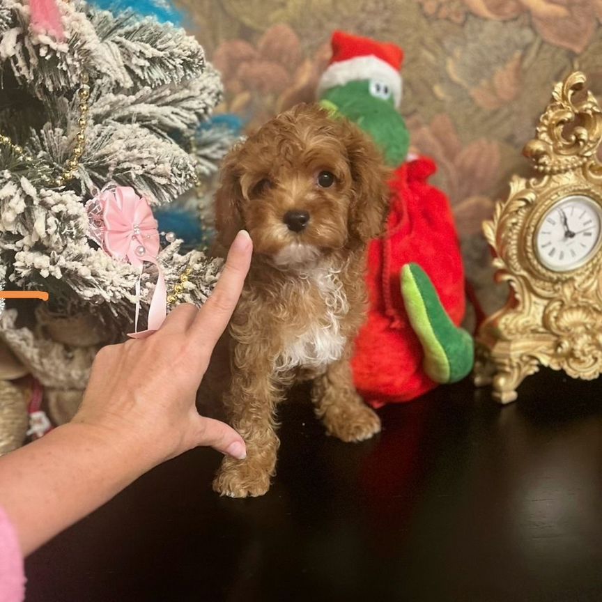 Мальтипу новогодний красавчик