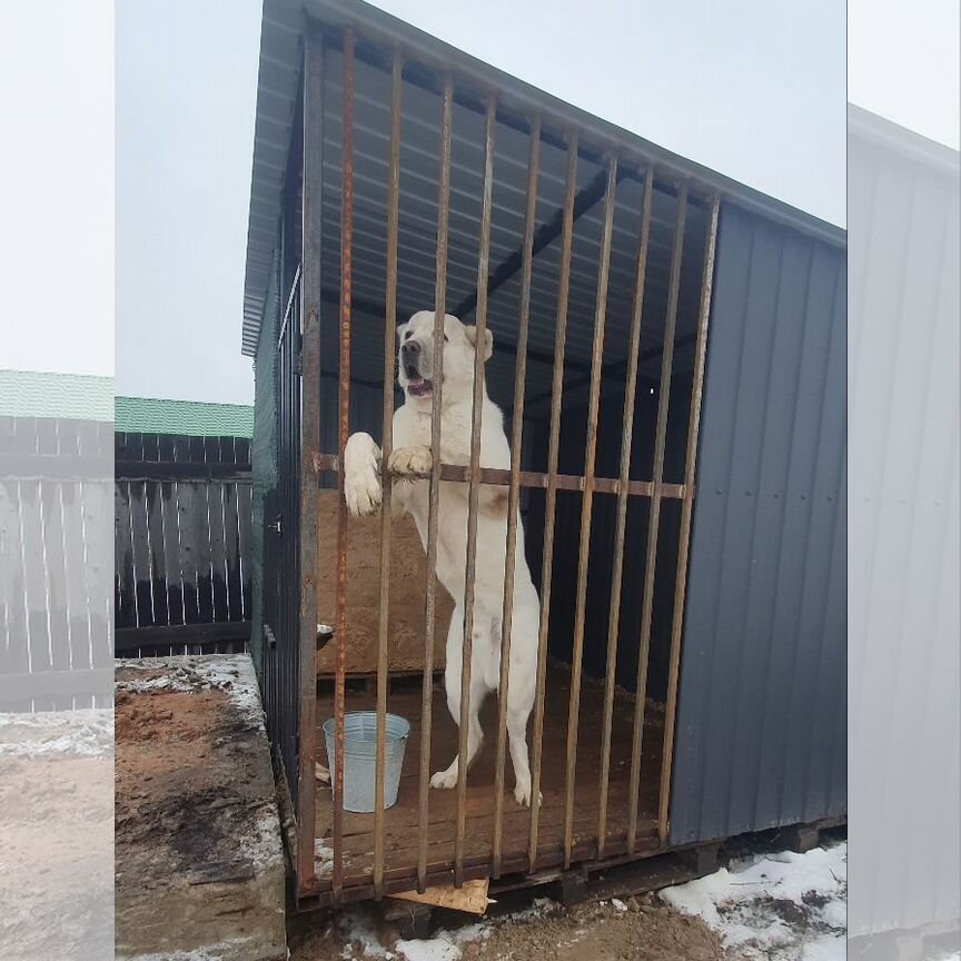 Среднеазиатская овчарка, вязка