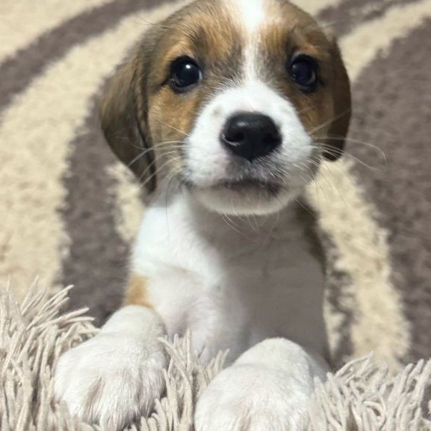 Бигль, щенок