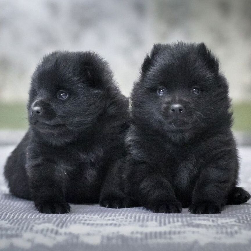 Схипперке, щенок