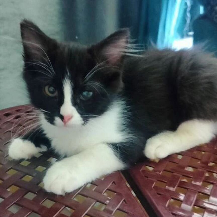 Котёнок в добрые руки