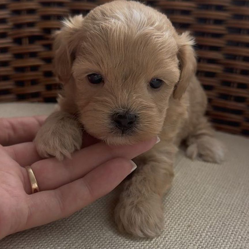 Мальтипу, щенок