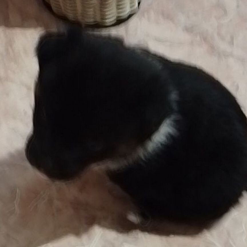 Щенок в добрые руки