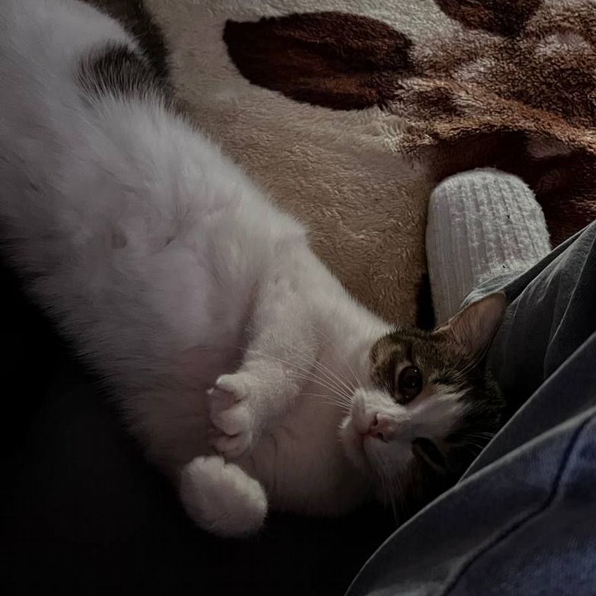 Взрослая, кошка в добрые руки