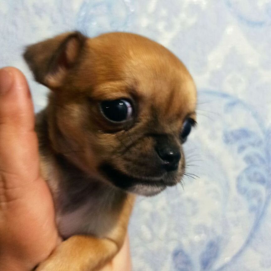 Щенки чихуахуа