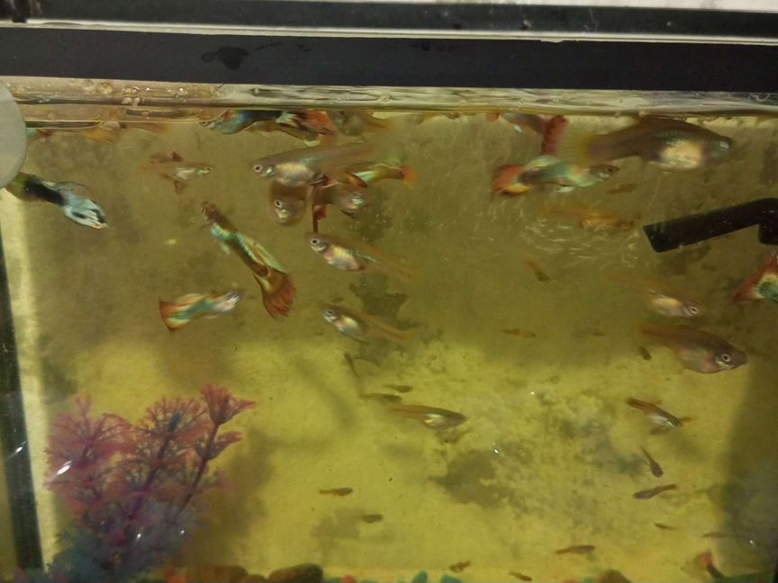 Живая рыба оптом гуппи