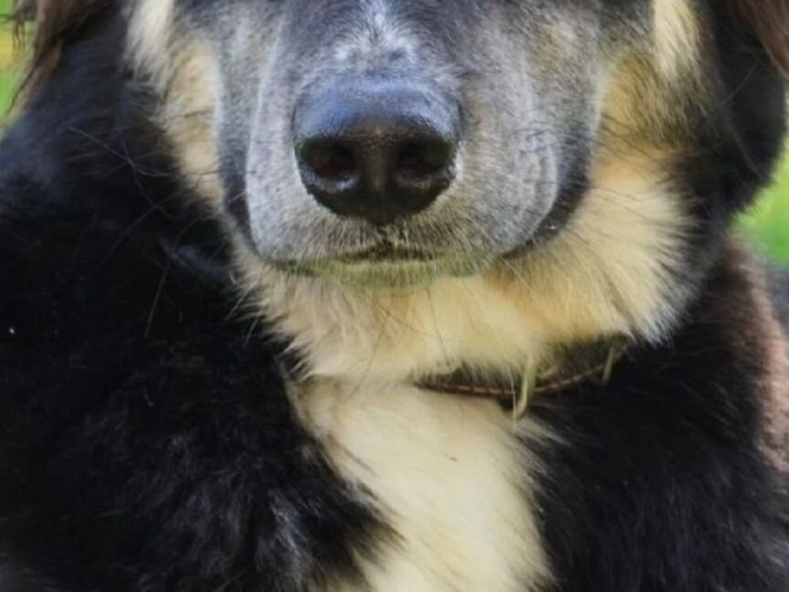 Чингиз ждёт своего человека