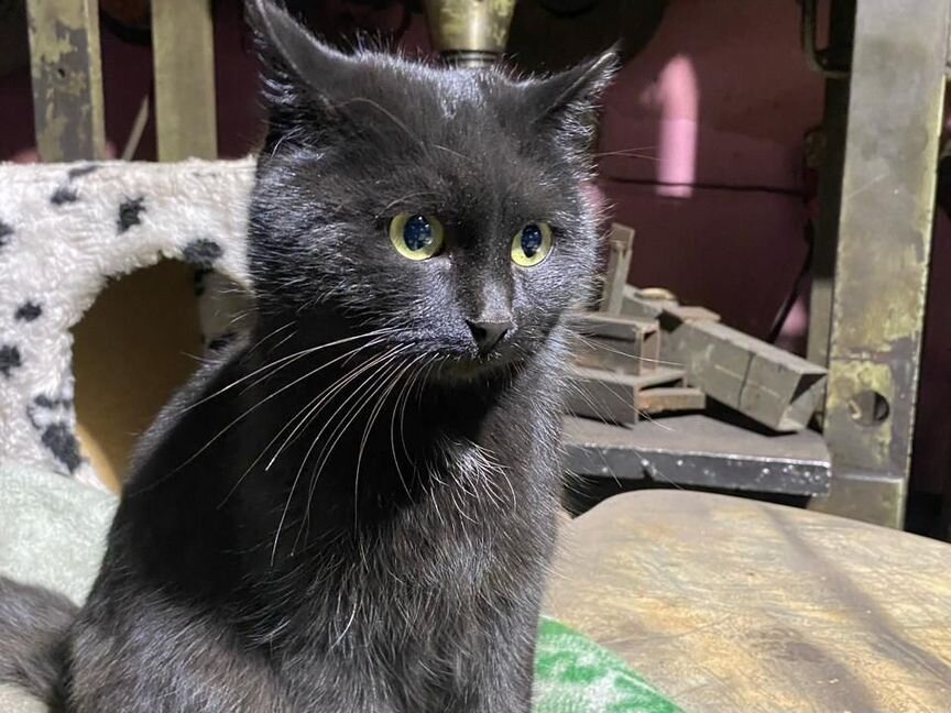 Шер и Шерочка