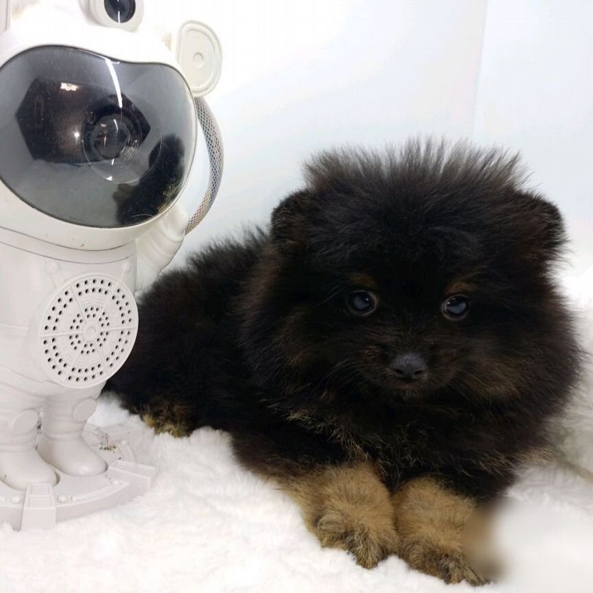 Озорная девочка шпица