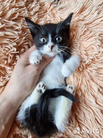 Котенок маркиз 2 - 3 месяца в добрые руки