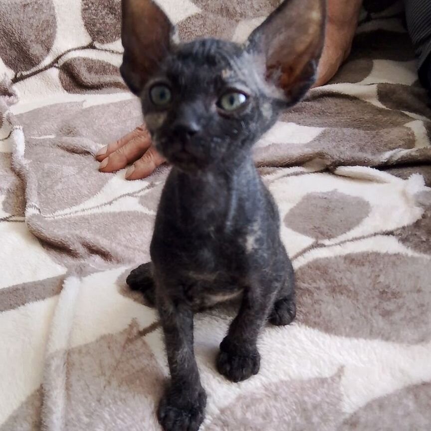 Котёнок Сфинкс