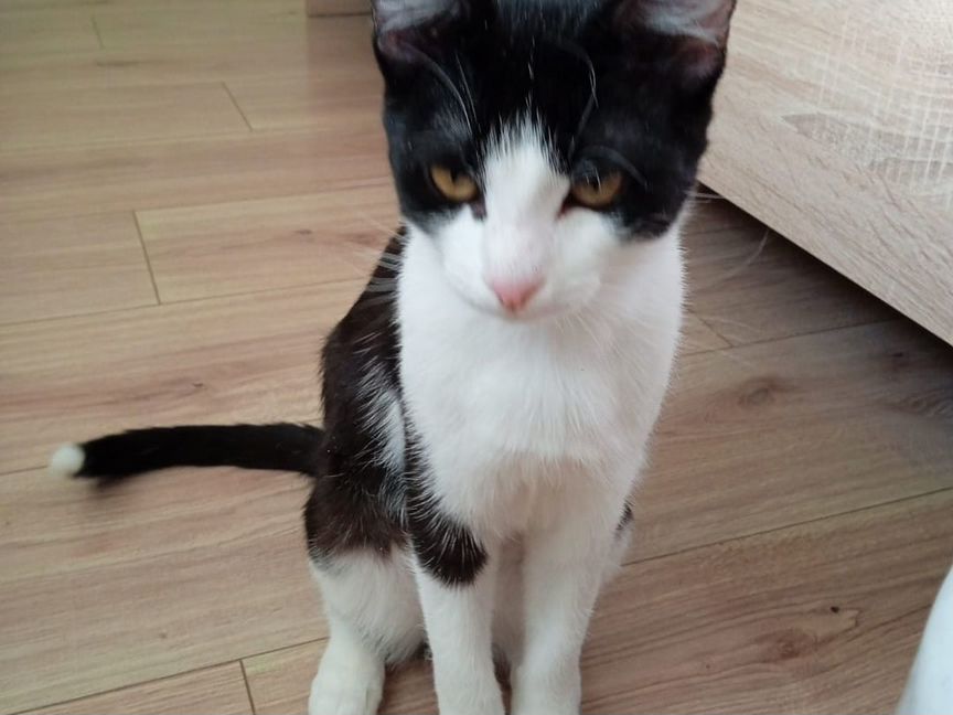 Кошечка Ириска в добрые руки