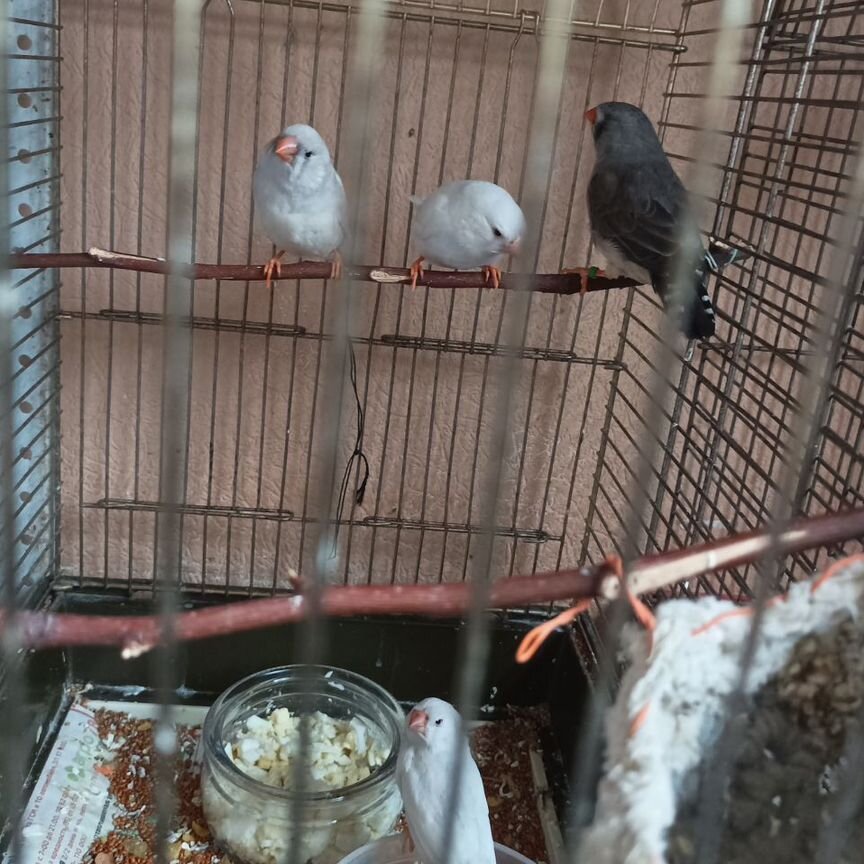 Зебровые и японские амадины