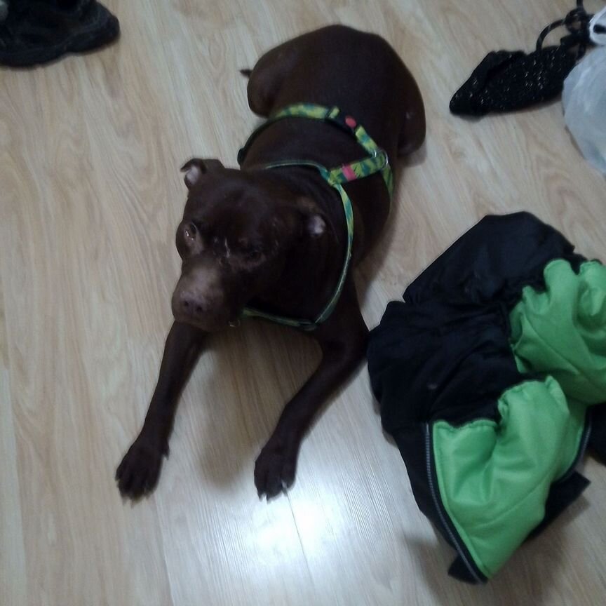 Отдам питбуля мальчик