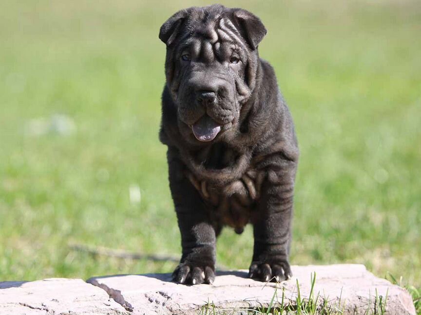 Шарпейчик мальчик