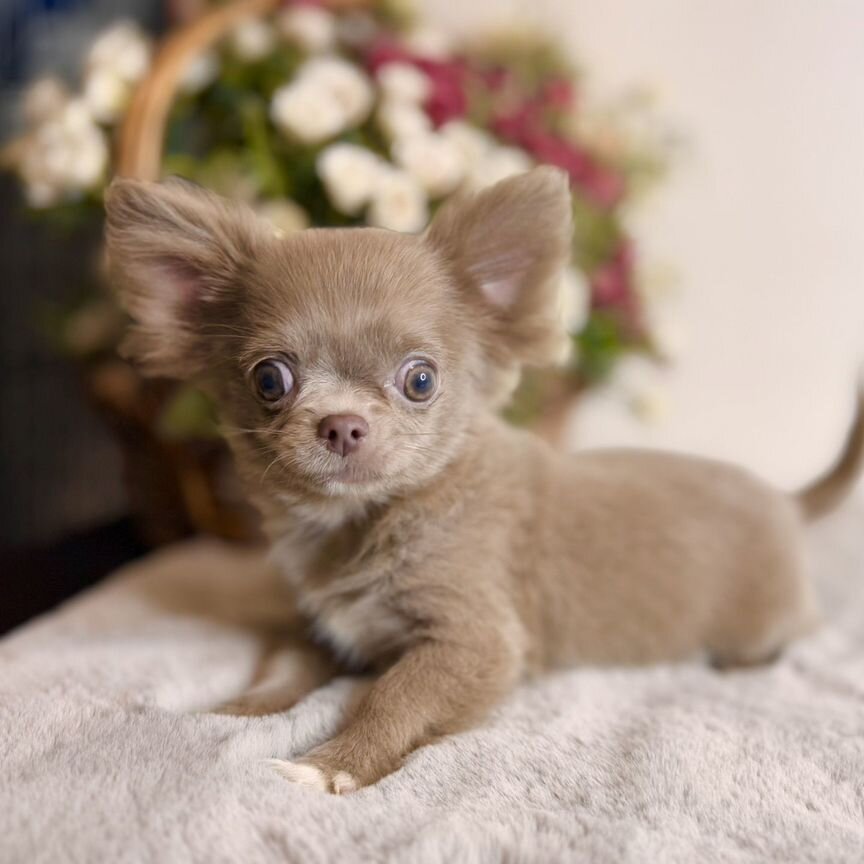 Лиловый мальчик чихуахуа